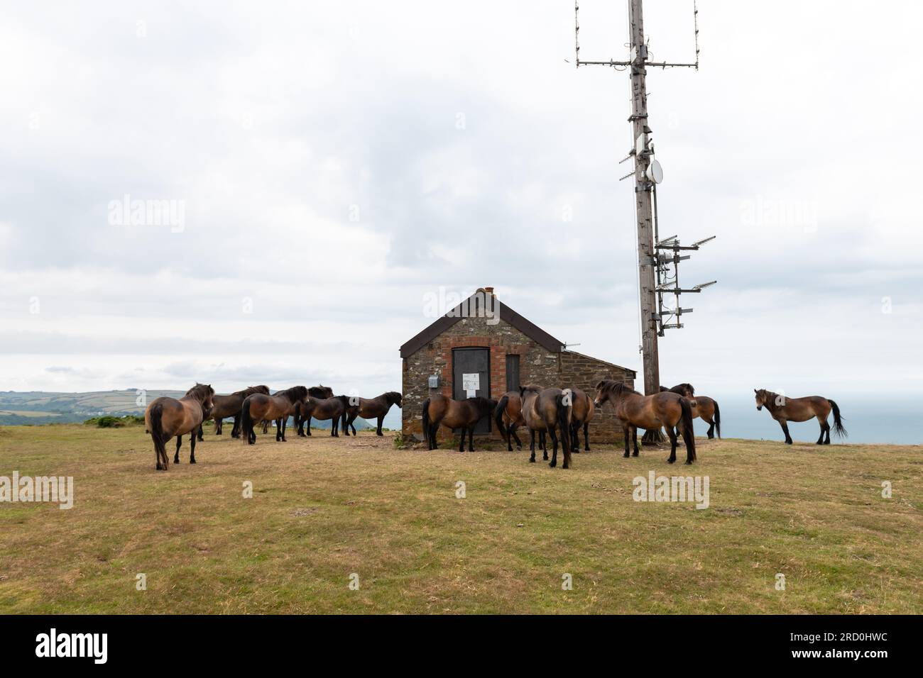 Exmoor ponies at the top of Countisbury Hill in Exmoor National Park ...