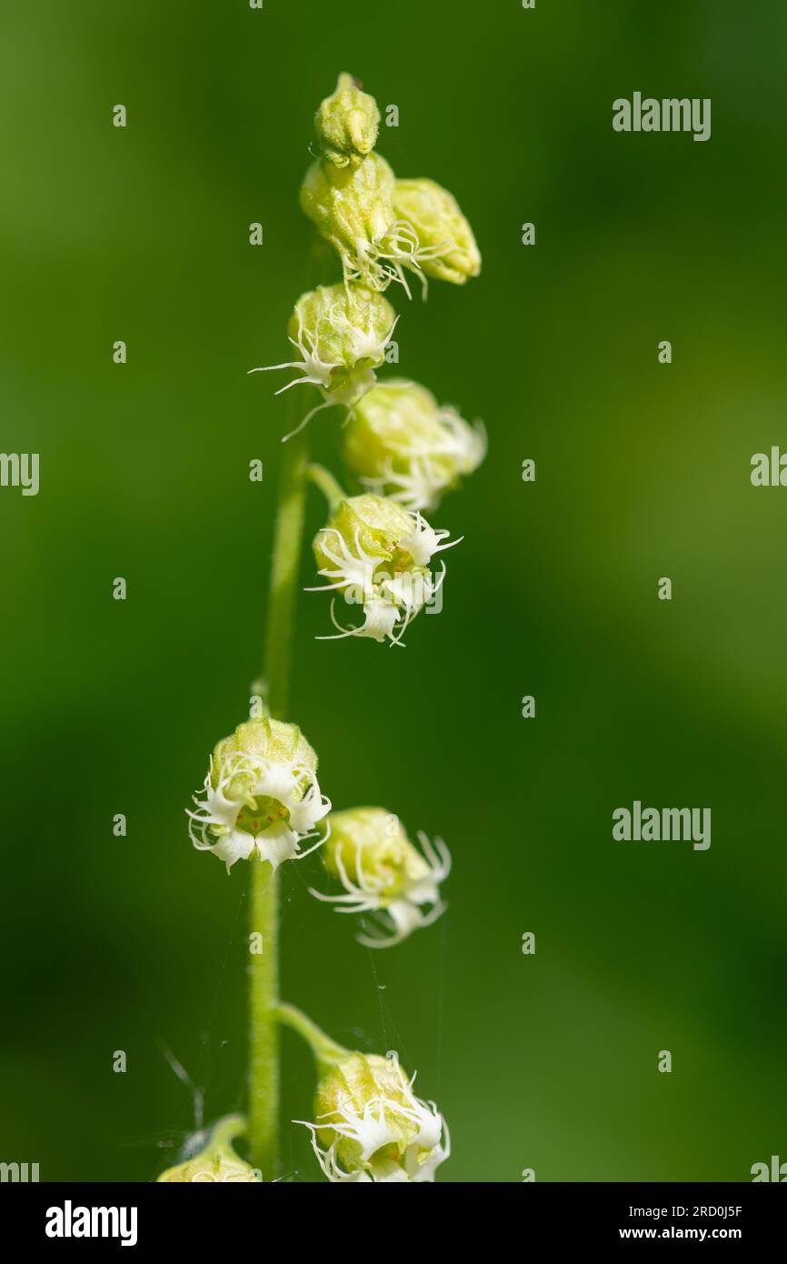 Close up of bigflower tellima (tellima grandiflora) flowers in bloom ...