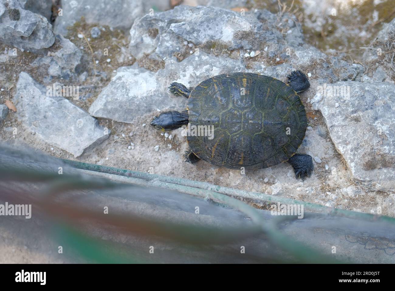Tiny and cute Mediterranean turtle walking on rocks Stock Photo - Alamy