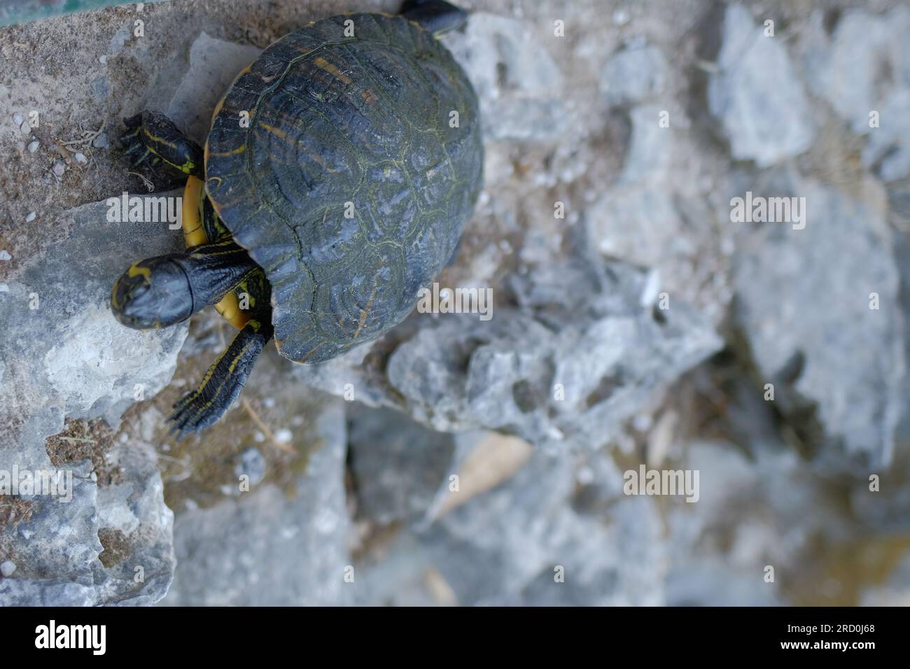 Tiny and cute Mediterranean turtle walking on rocks Stock Photo - Alamy