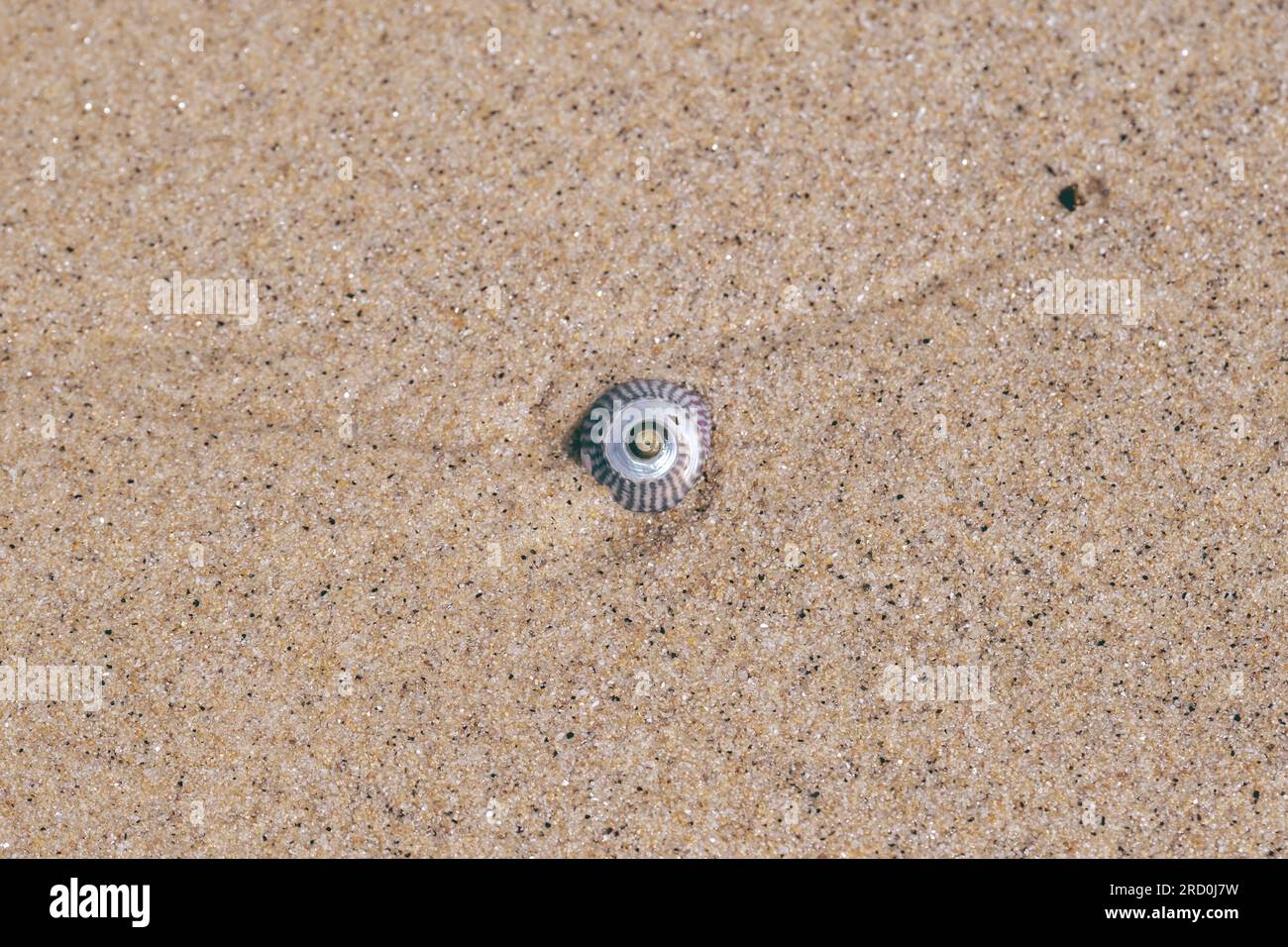 Snail On a Sandy Beach Stock Photo - Alamy