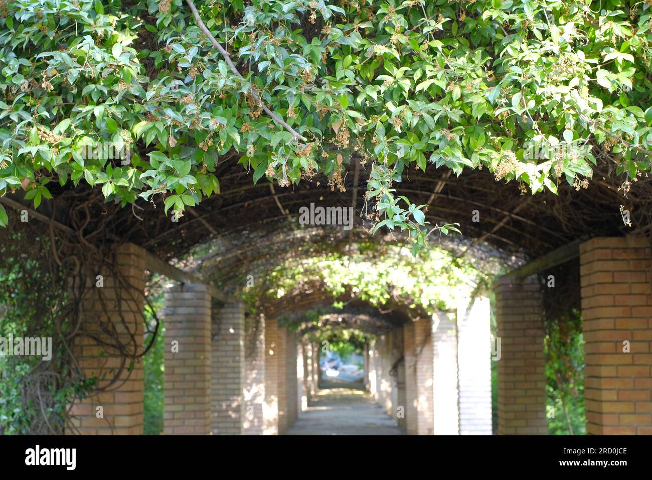 Green plants covering a beautiful outdoor corridor in a public nature ...