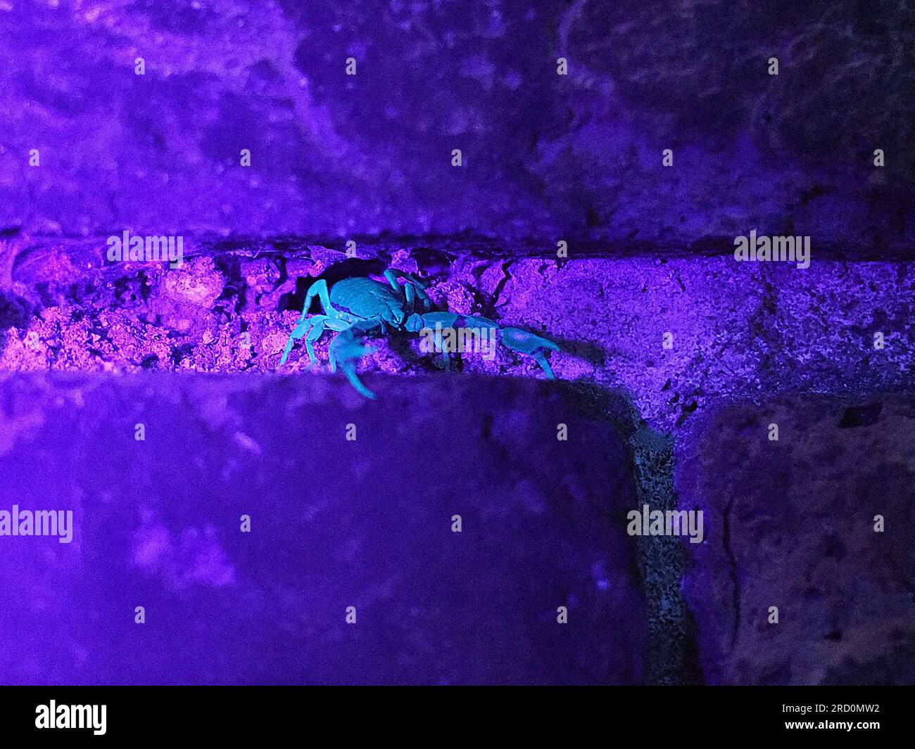 Yellow tailed scorpions hi-res stock photography and images - Alamy