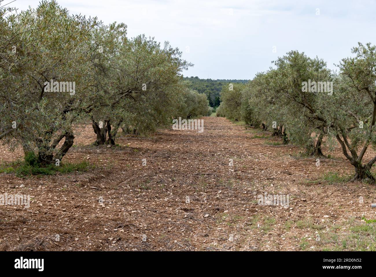 Olive trees growing in Alpilles region, Provence, France. Production of ...