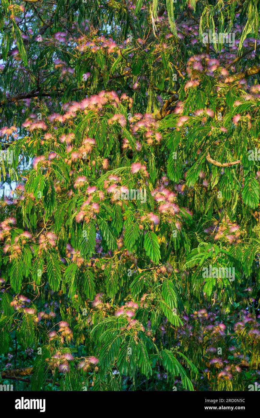 Pink blossom of Persian silk trees Albizia julibrissin in summer Stock ...