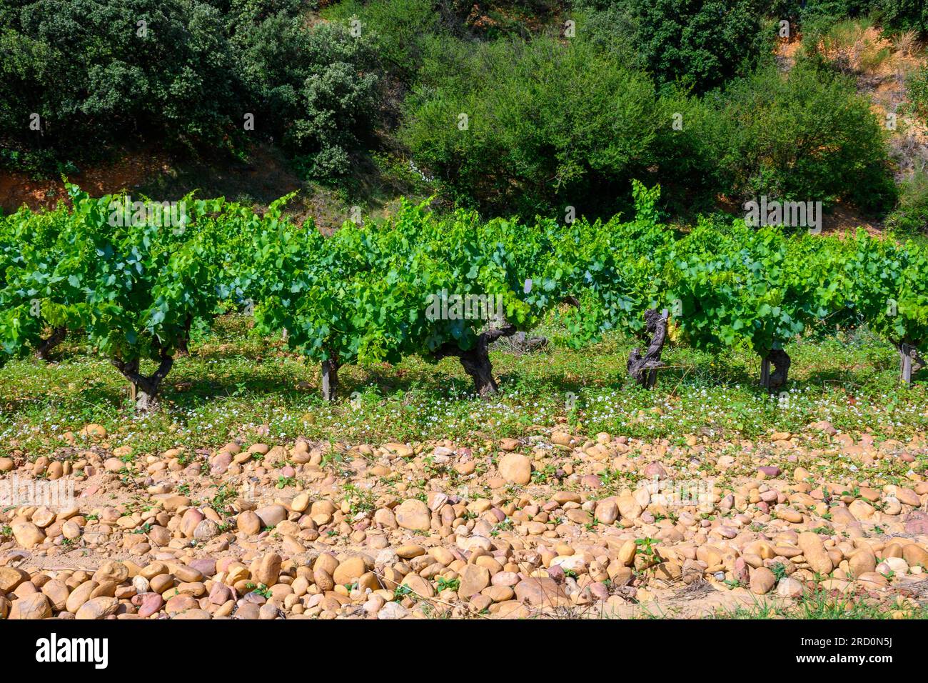 Vineyards of Chateauneuf du Pape appelation with grapes growing on ...