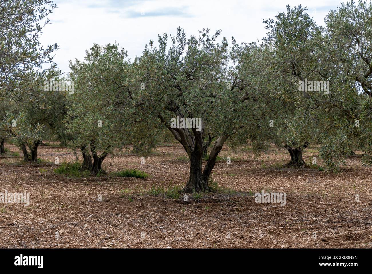 Olive trees growing in Alpilles region, Provence, France. Production of ...