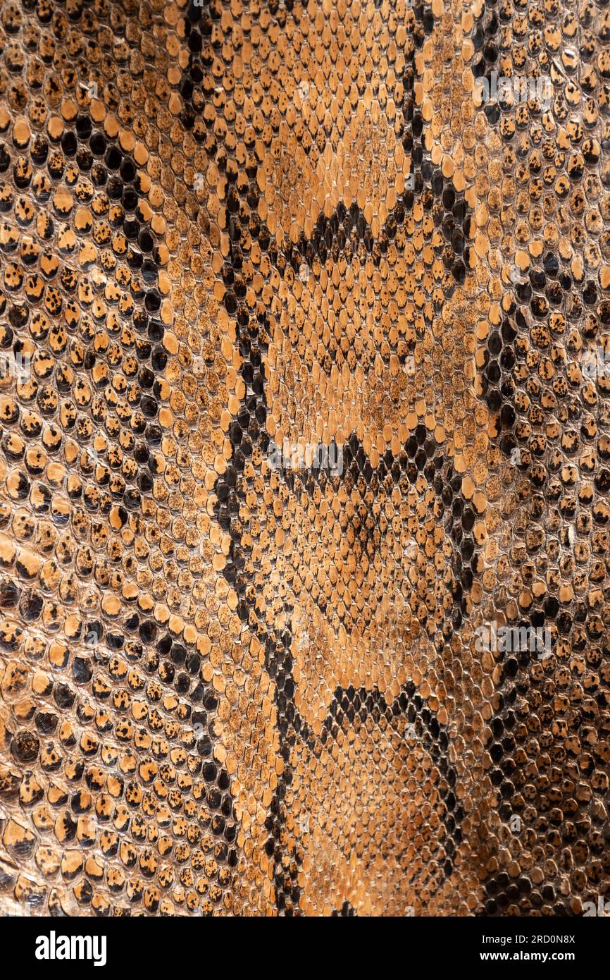 Real genuine python snake skin background, exotic animals confiscated ...