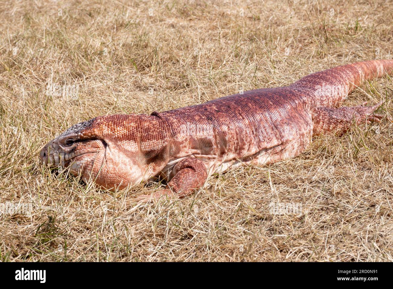 Macgyver the lizard hi-res stock photography and images - Alamy