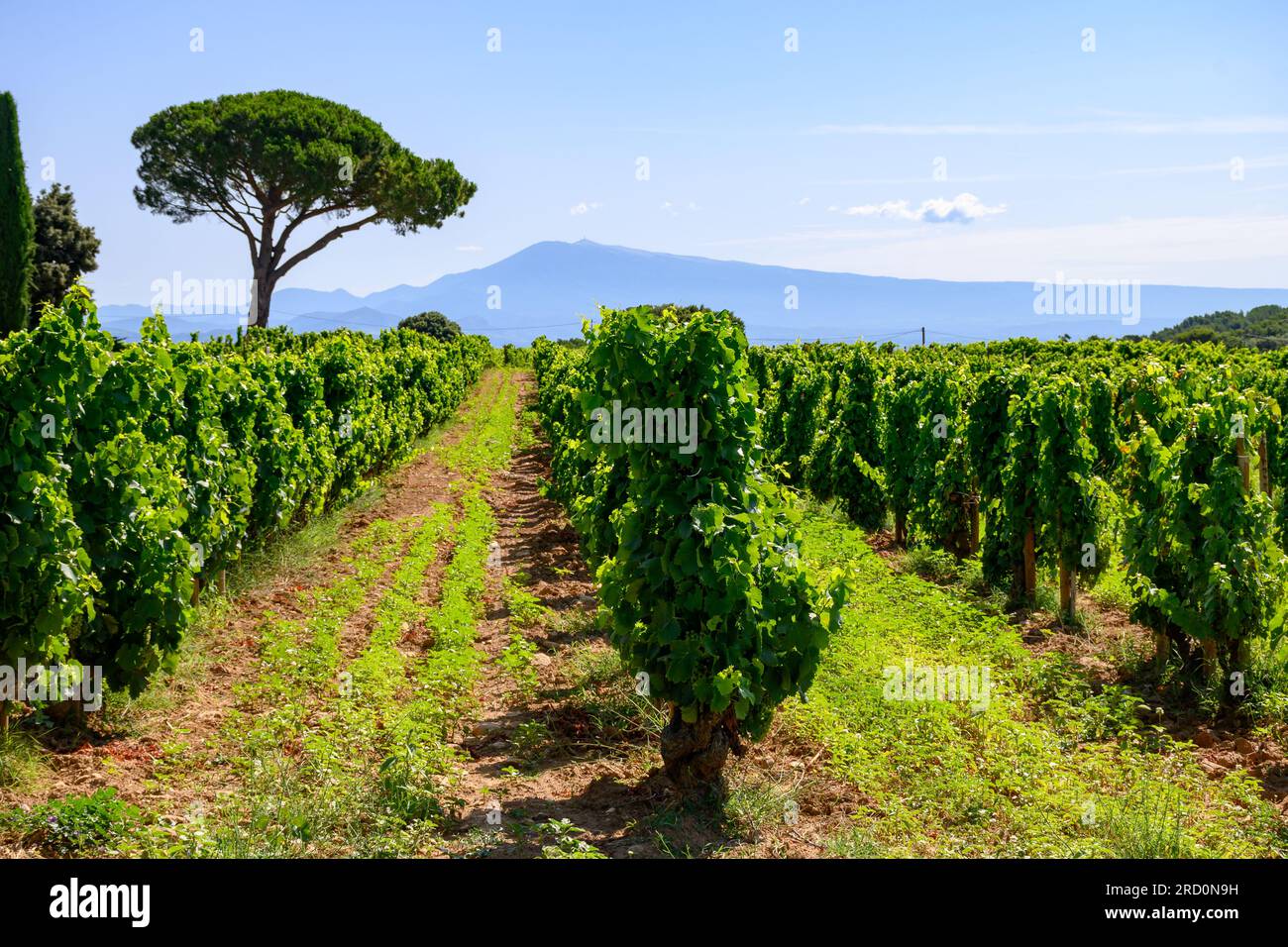 Vineyards of Chateauneuf du Pape appellation with grapes growing on ...