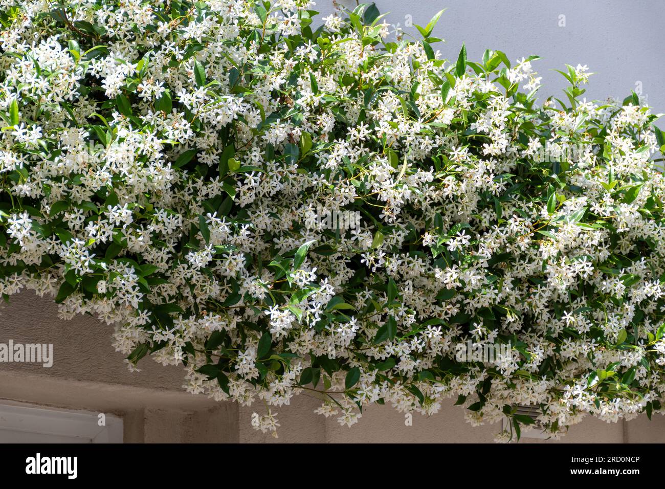 Botanical collection of medicinal and climbing plants, Jasminum ...