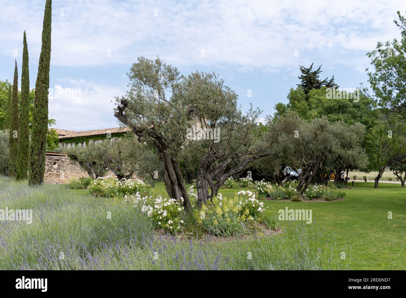 Olive trees growing in Alpilles region, Provence, France. Production of ...