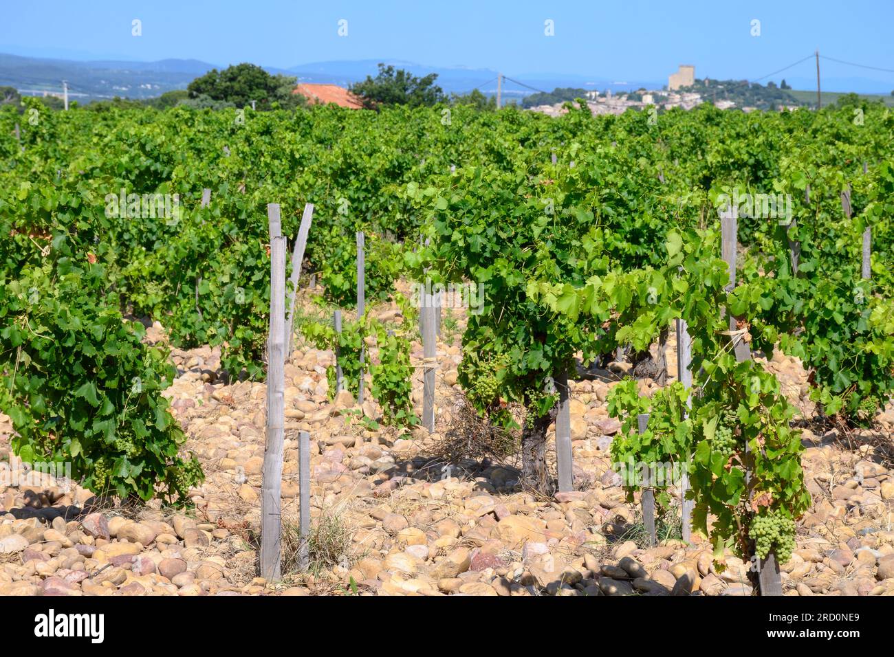 Vineyards of Chateauneuf du Pape appellation with grapes growing on ...