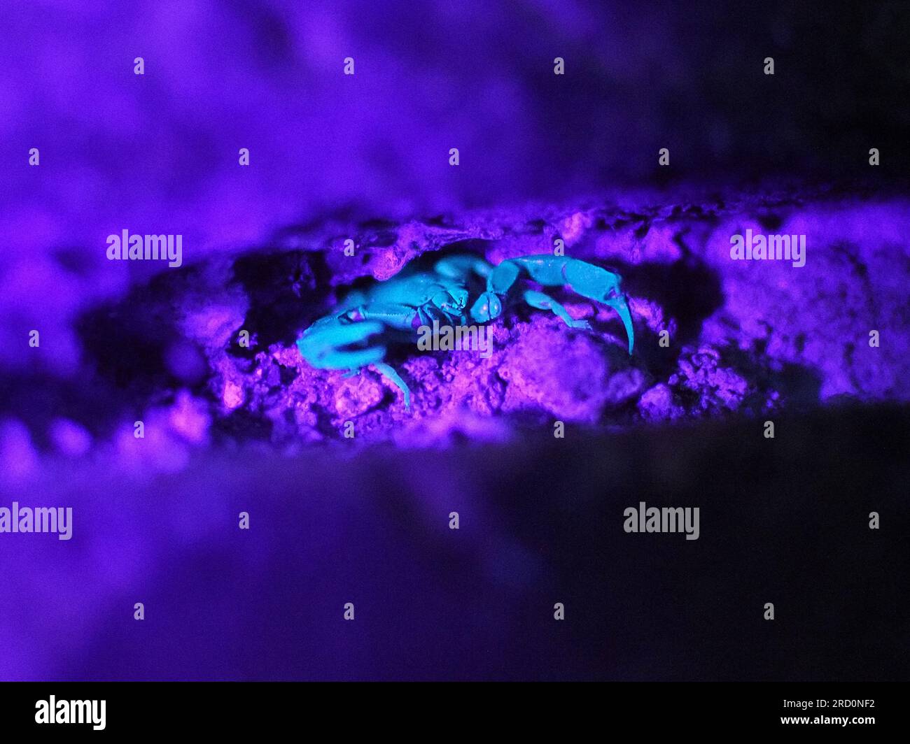 Yellow tailed scorpions hi-res stock photography and images - Alamy