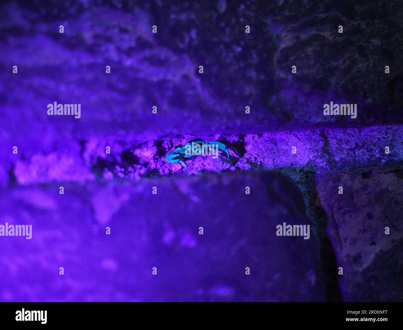 Common yellow scorpion hi-res stock photography and images - Alamy