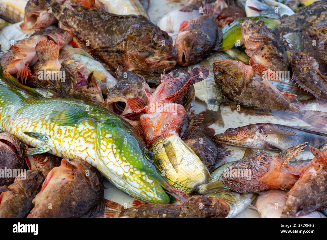 Catch of the day for sale on daily fish market in old port of Marseille ...