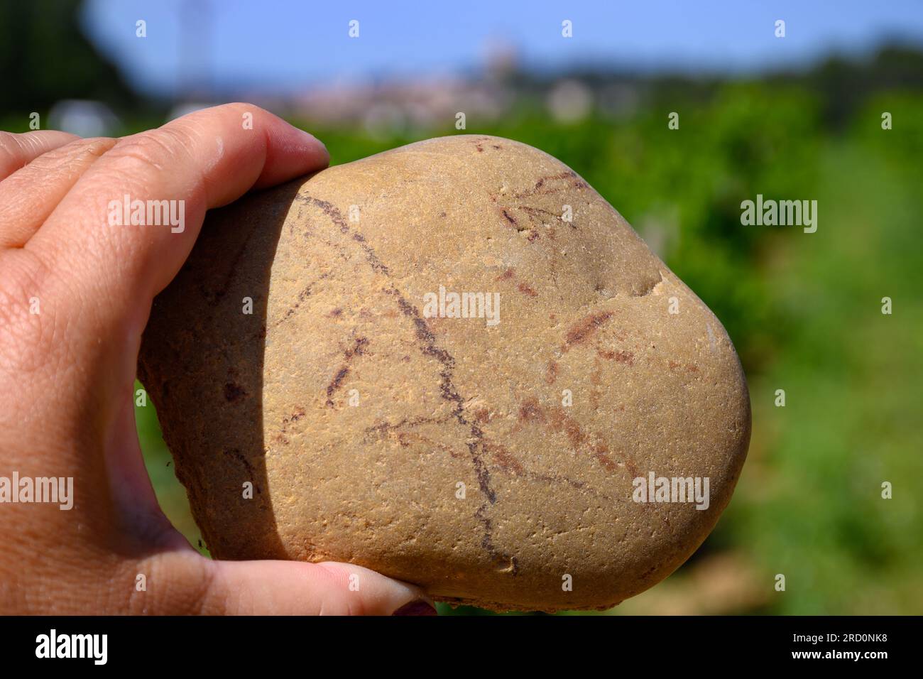 Sample of galets roules, vineyards of Chateauneuf du Pape appellation ...