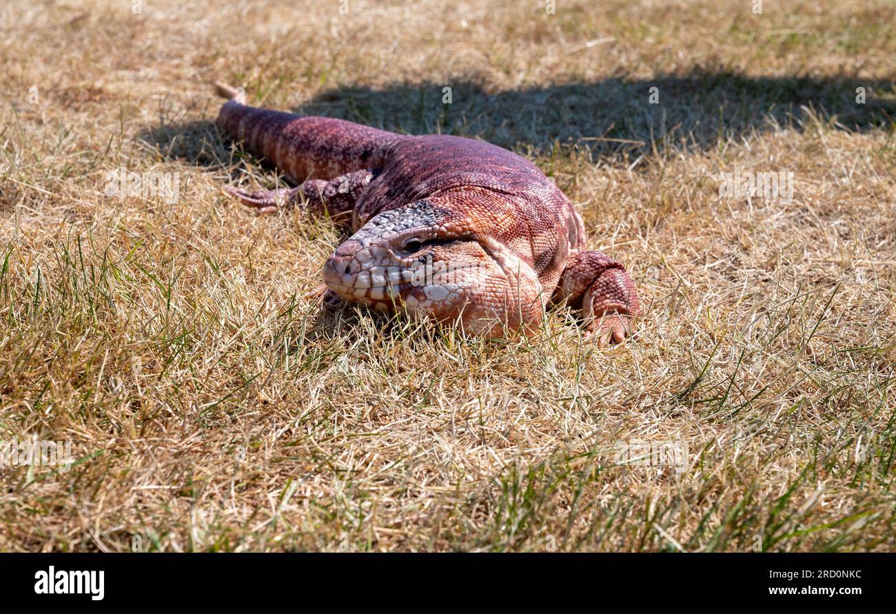 Macgyver the lizard hi-res stock photography and images - Alamy