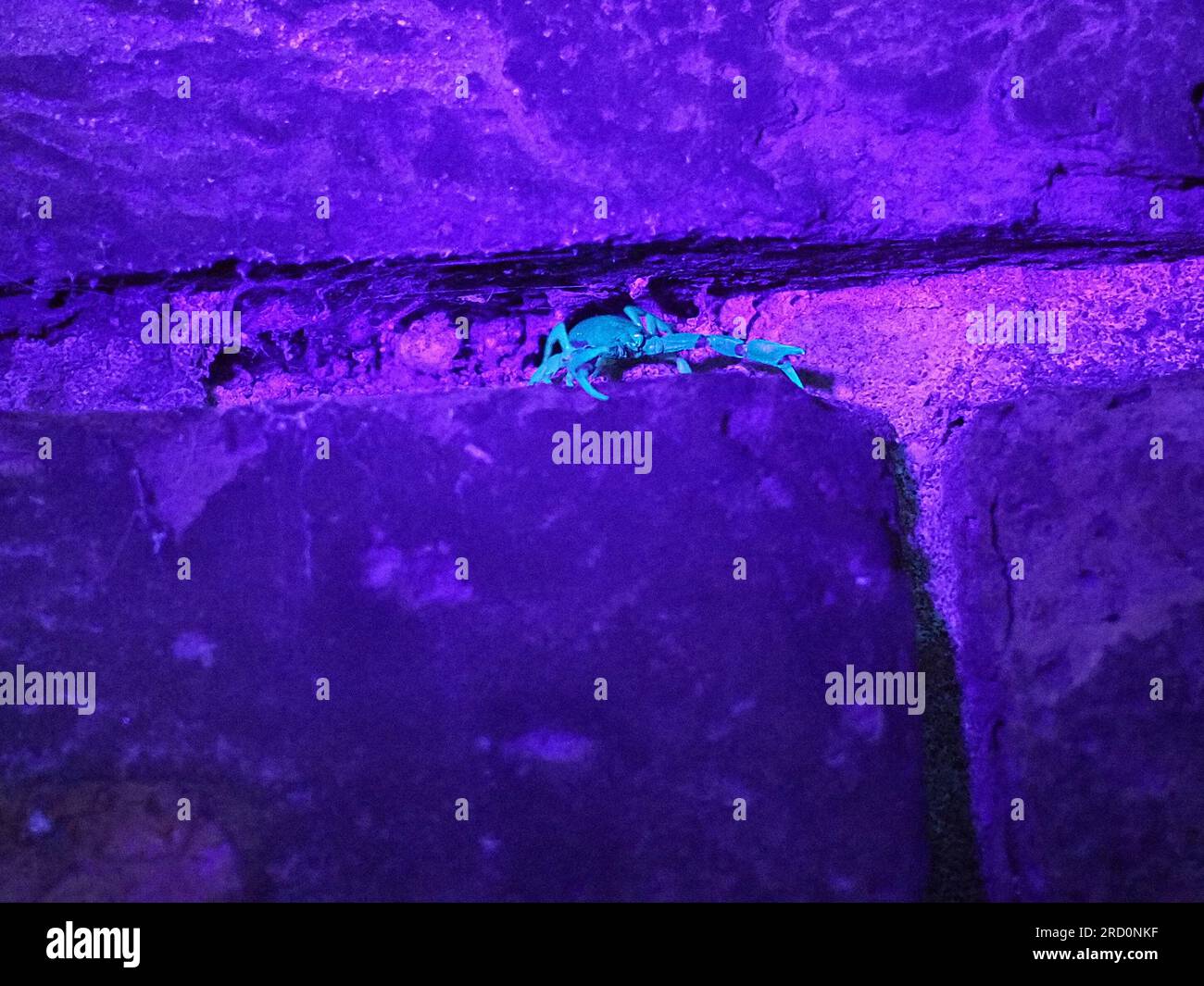 Sheerness, Kent, UK. 17th July, 2023. UK Weather: a yellow-tailed ...