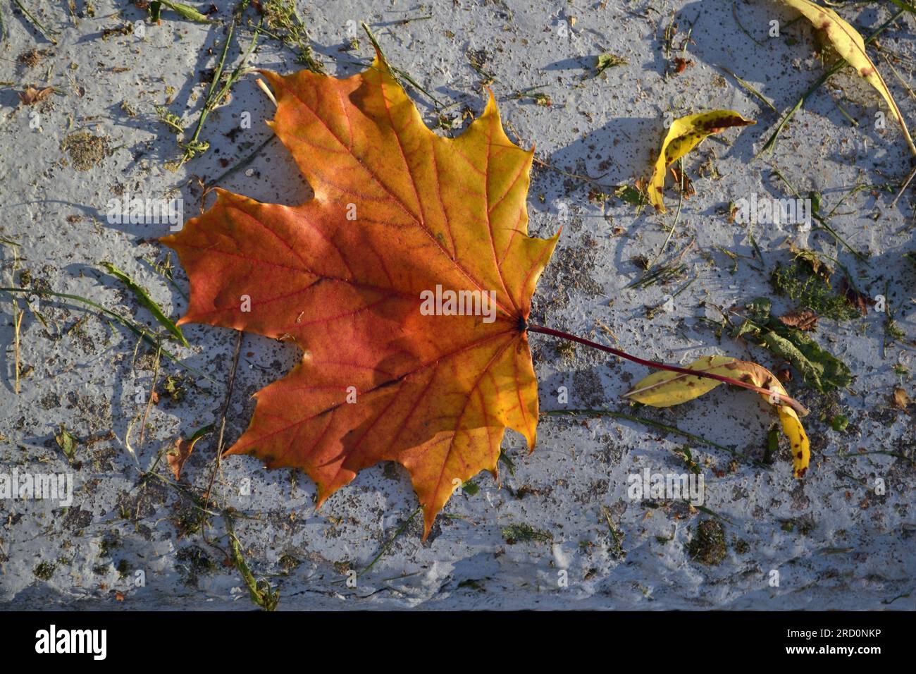 Leaf debris texture hi-res stock photography and images - Alamy