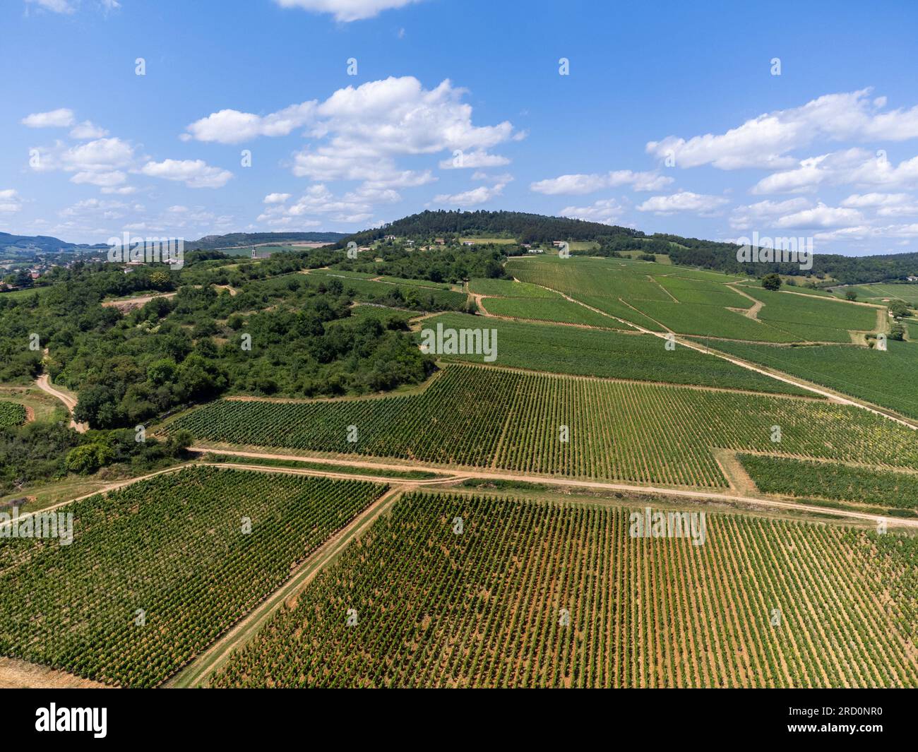 Hilly green vineyards of Maconnaise regional appellation, wine making ...