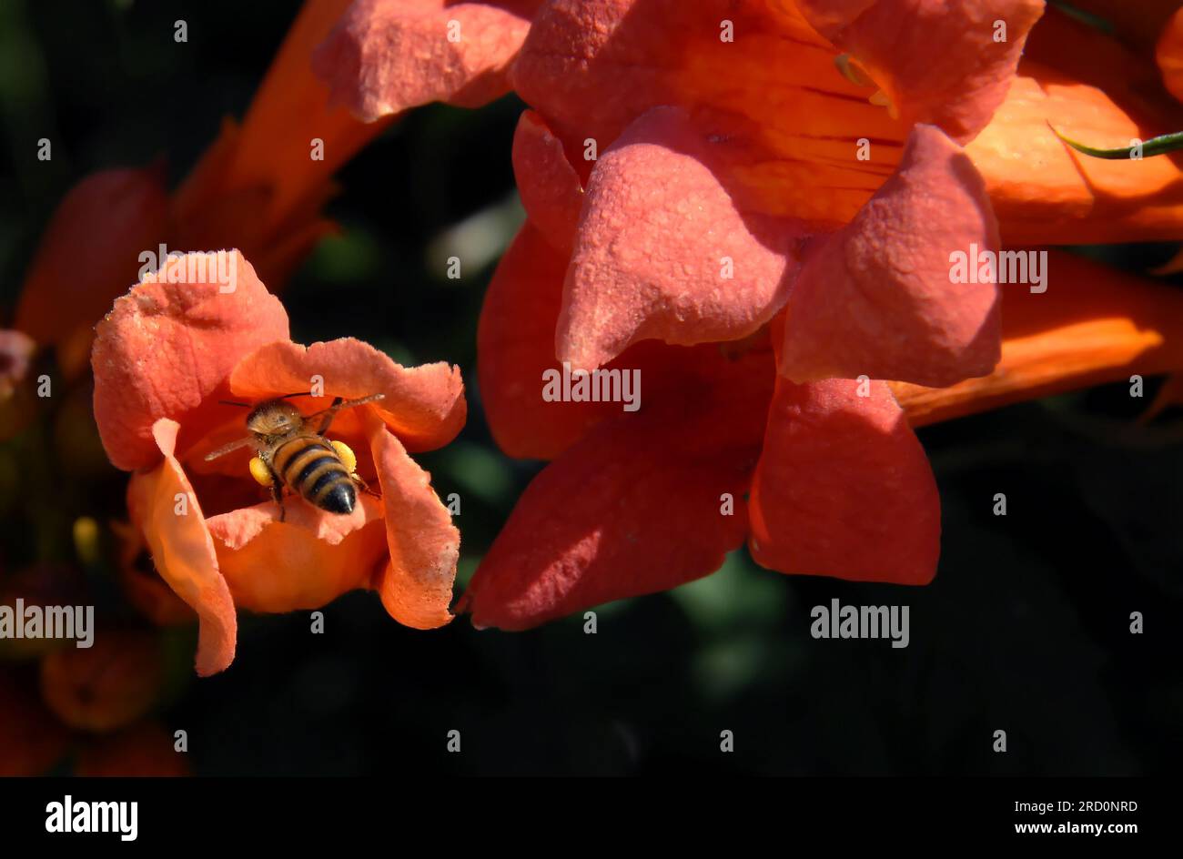 Bee climbs inside a Trumpet Creeper bloom. Orange blossoms attracts bee ...