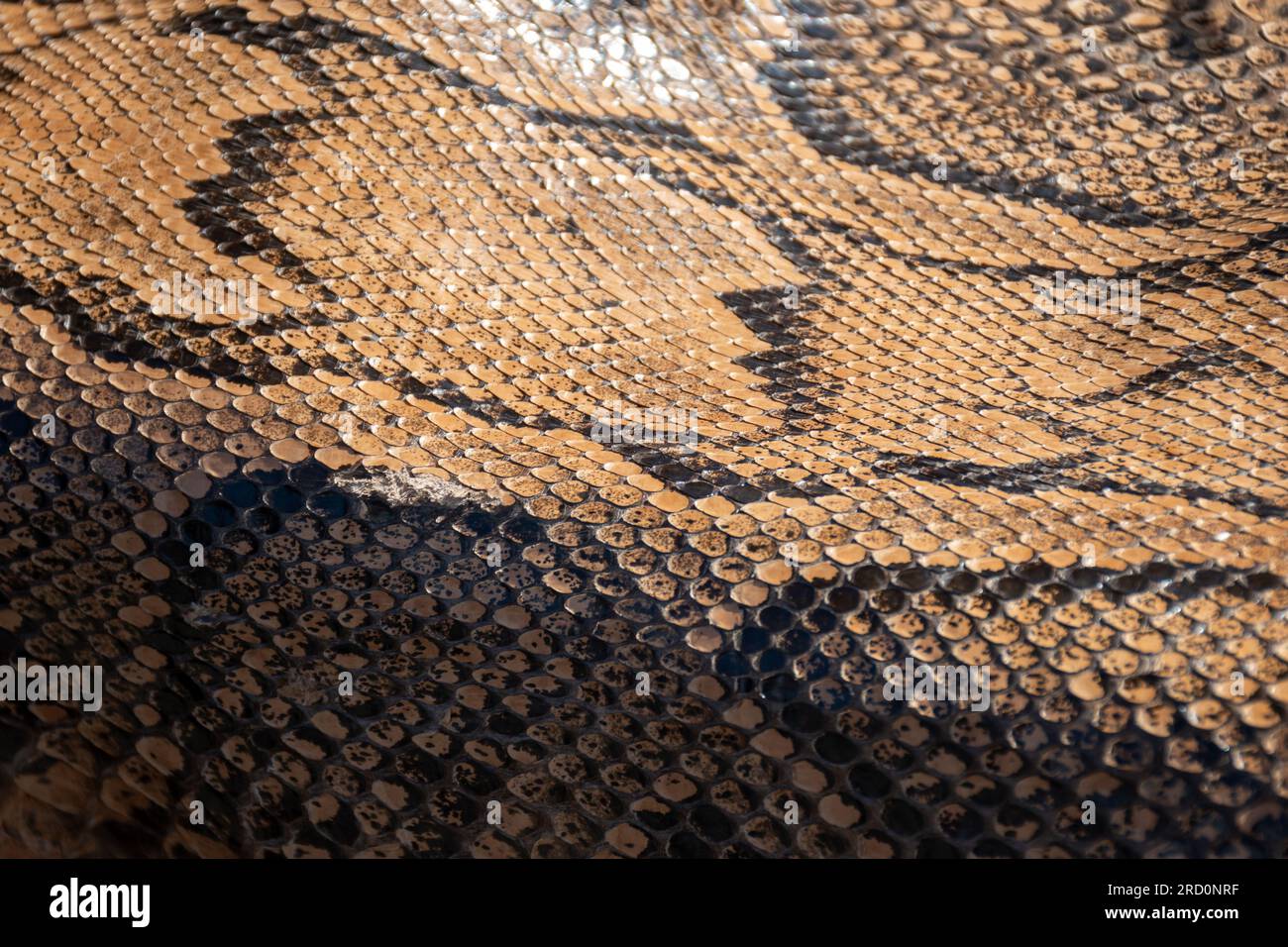 Real genuine python snake skin background, exotic animals confiscated by border by custom ...