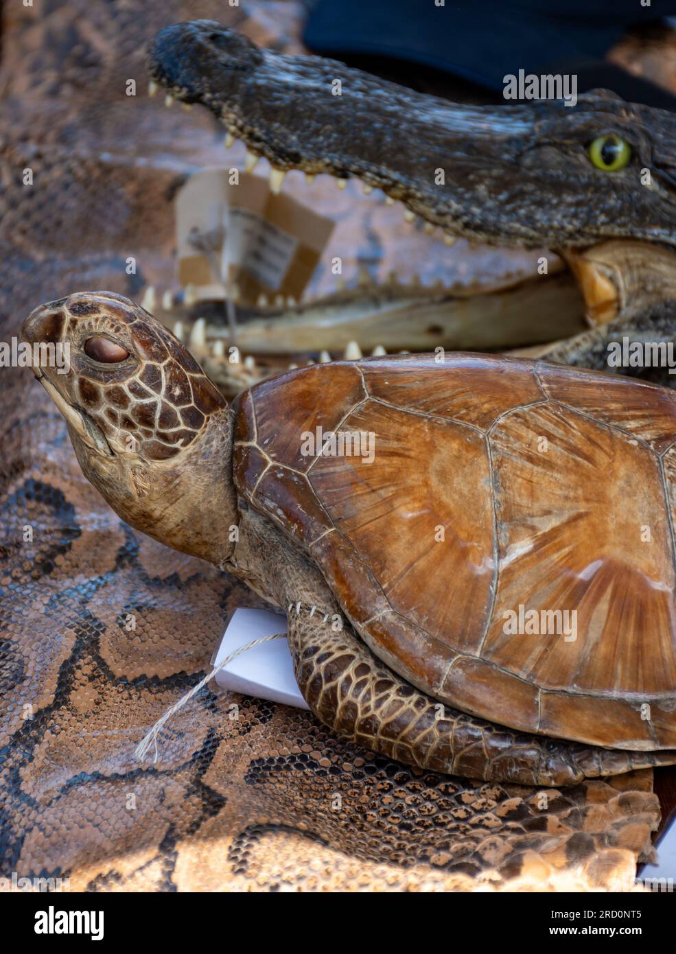 Snake skin, python, turtle, crocodile, exotic animals confiscated by ...