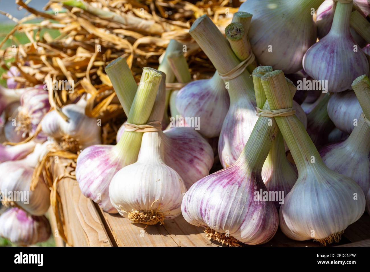 Bunch of fresh aromatic french violet or rose garlic on market in ...