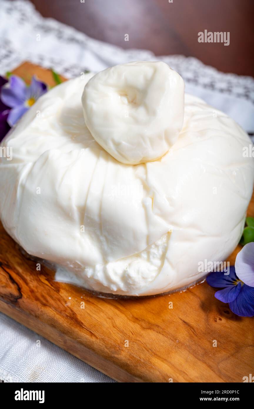 Eating of fresh handmade soft Italian cheese from Puglia, white balls ...