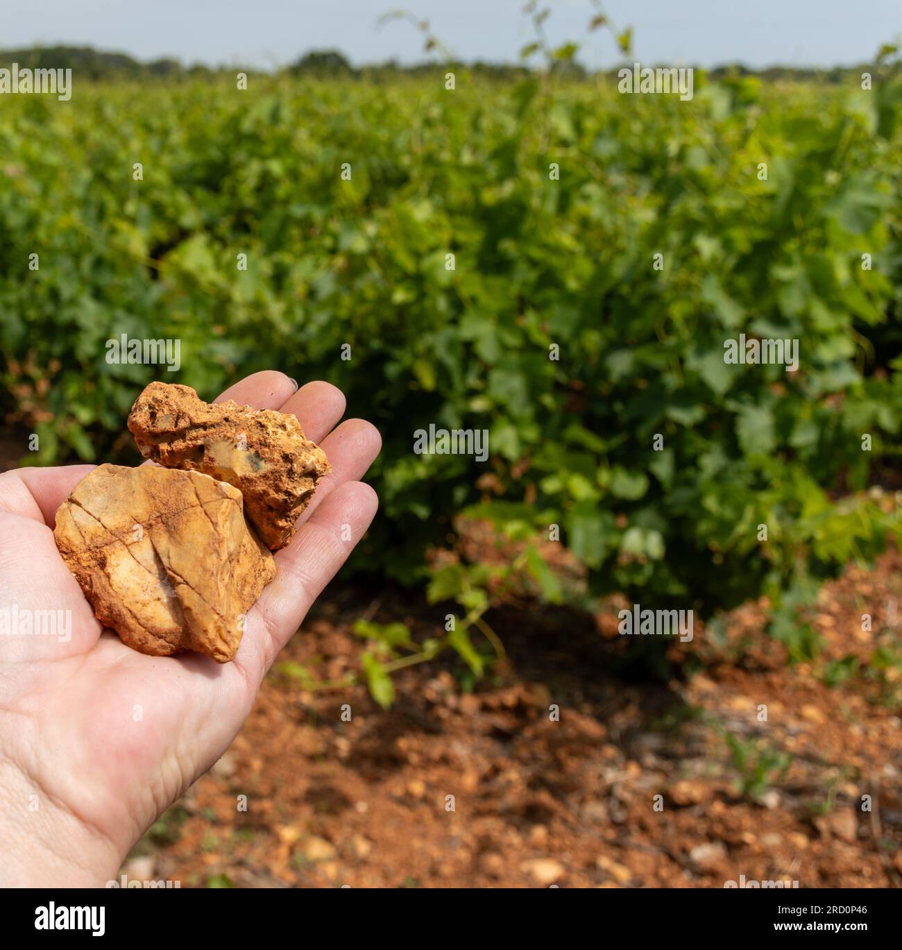 Provence mourvedre vineyards hi-res stock photography and images - Alamy