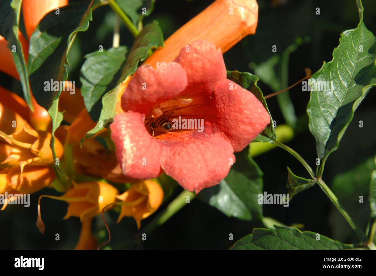 Busy bee collects pollen from a brilliant orange, trumpet creeper. Bee ...