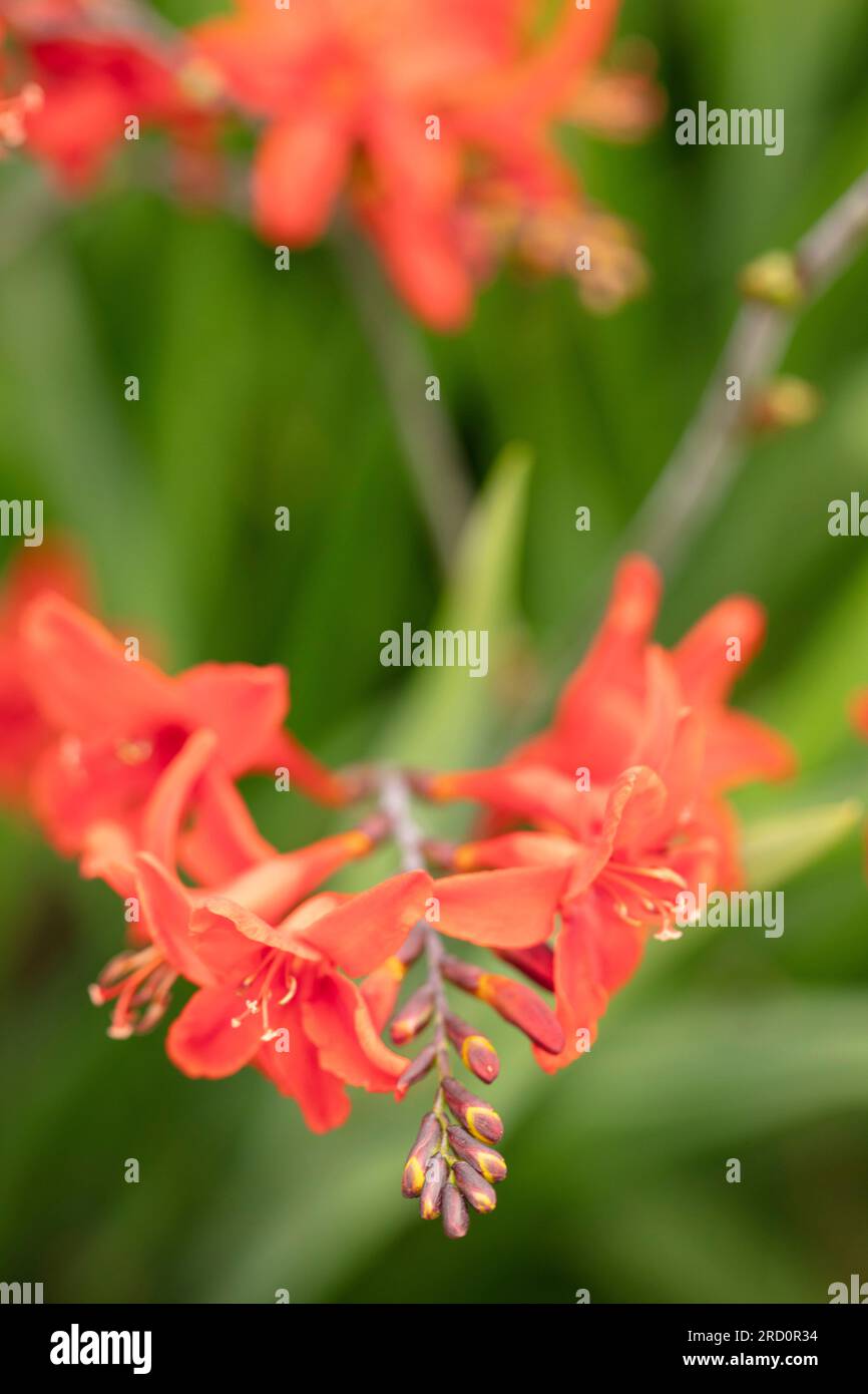 Natural close up flowering plant portrait of the stunningly beautiful ...