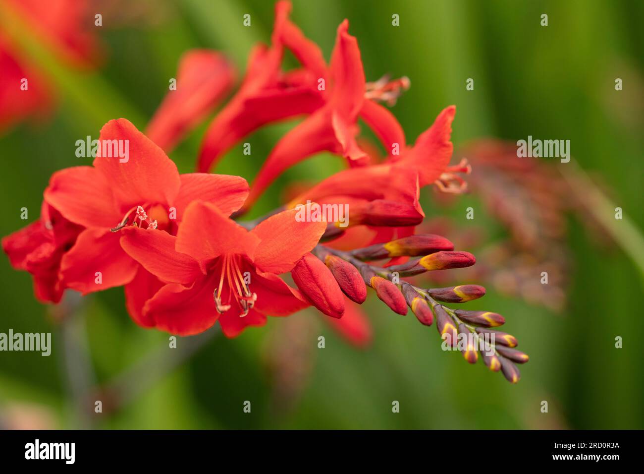 Natural close up flowering plant portrait of the stunningly beautiful ...