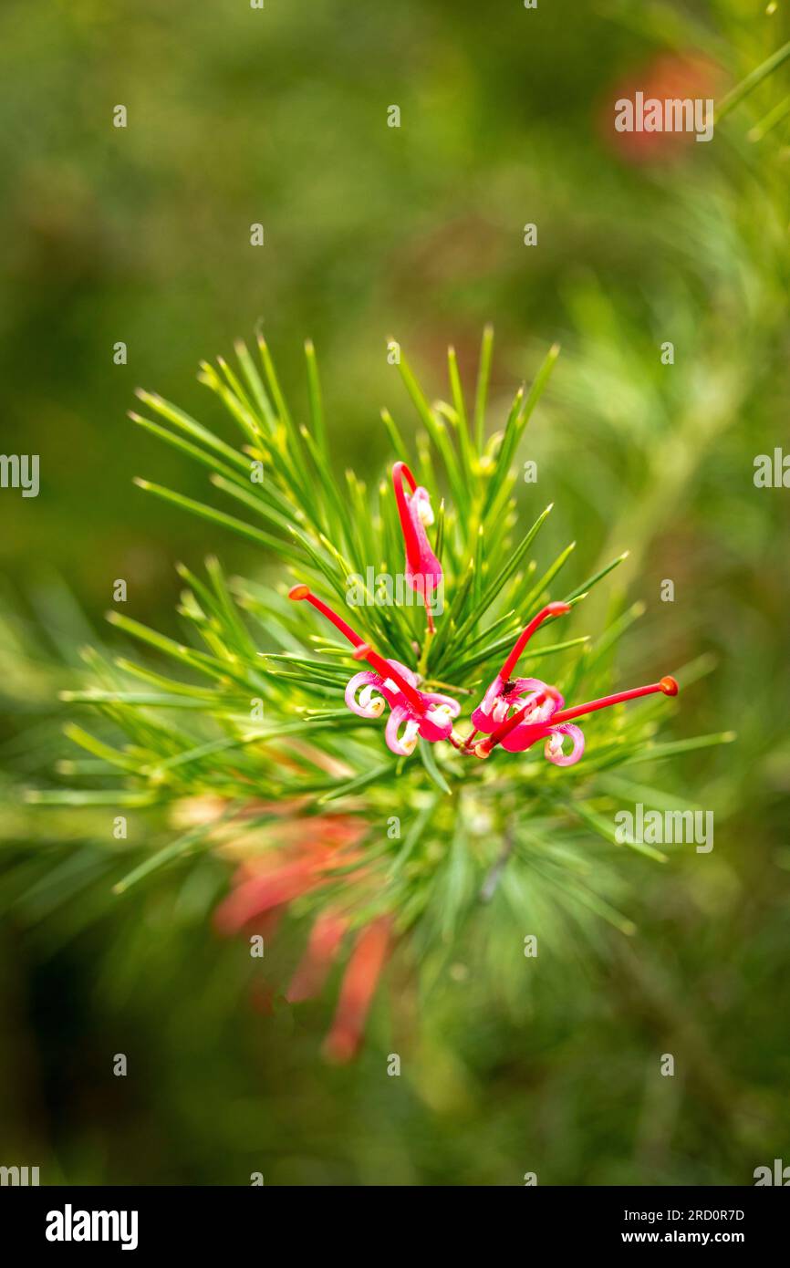 Natural close up flowering plant portrait of the interesting Grevillea ...