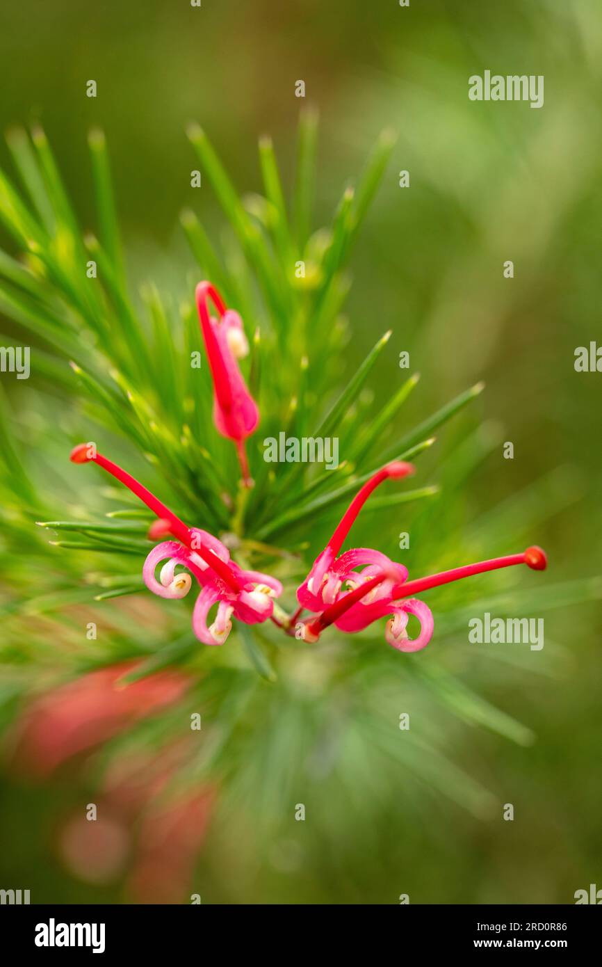 Natural close up flowering plant portrait of the interesting Grevillea ...