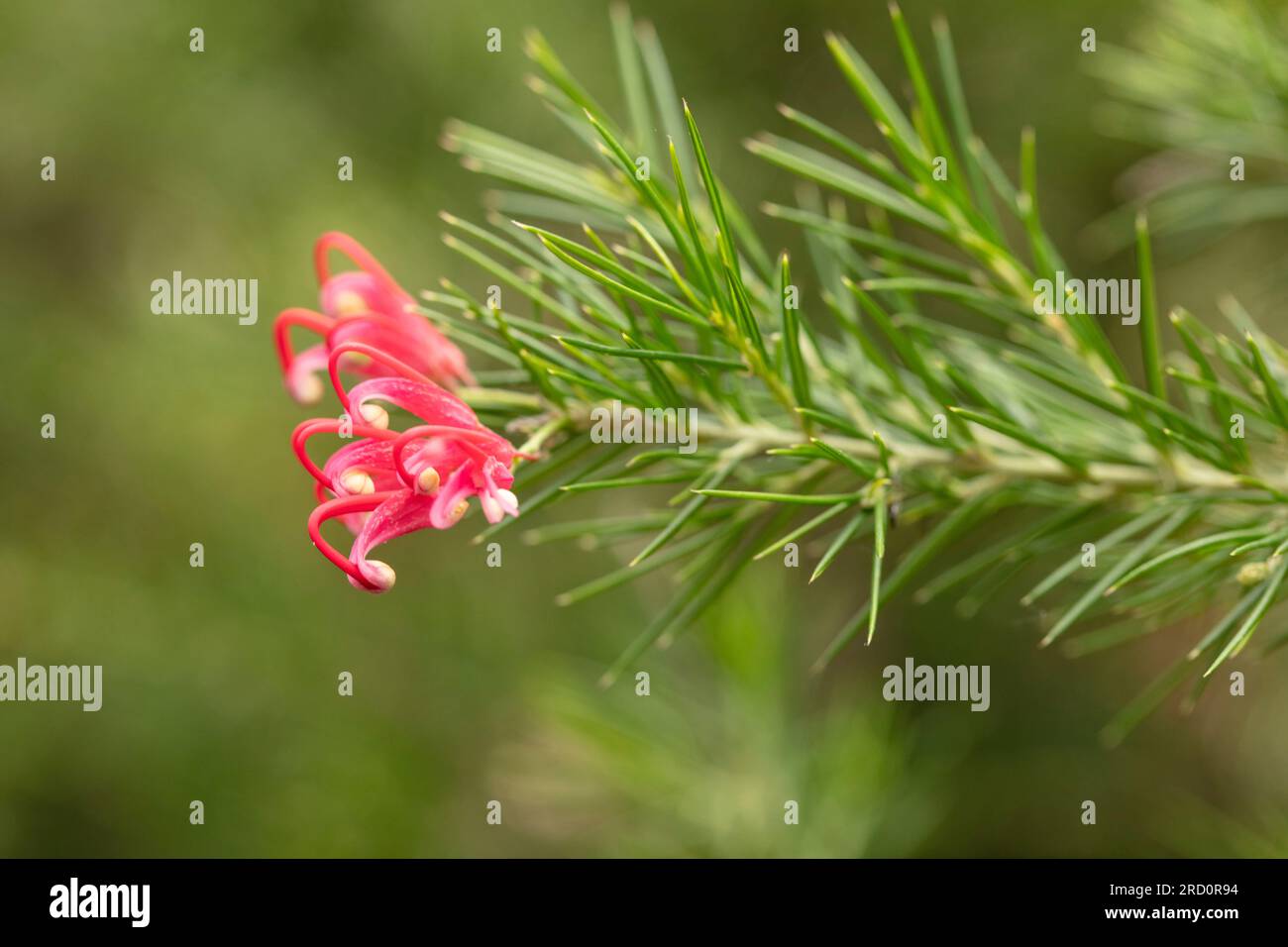 Natural close up flowering plant portrait of the interesting Grevillea ...