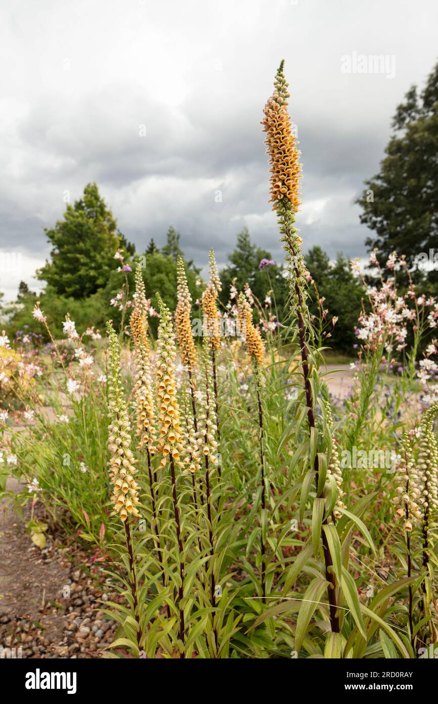 Strikingly upright and interesting rusty foxglove, Digitalis ferruginea ...