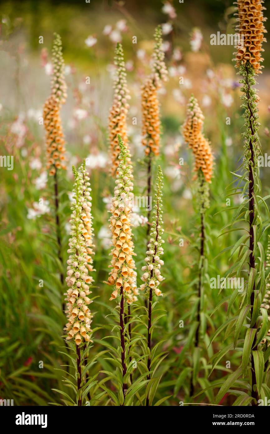 Strikingly upright and interesting rusty foxglove, Digitalis ferruginea ...