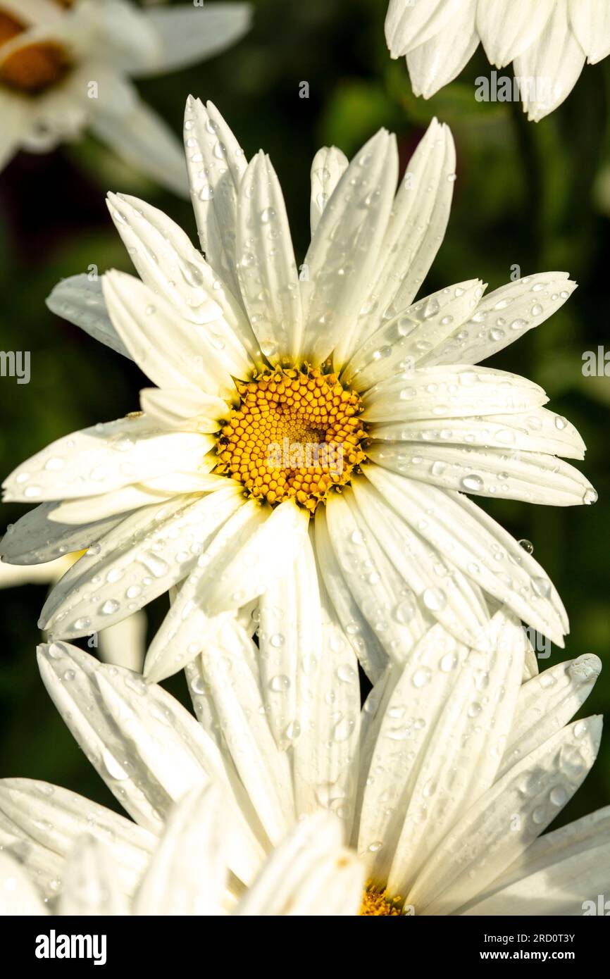 Natural close up flowering plant portrait of large daisy like flowers ...