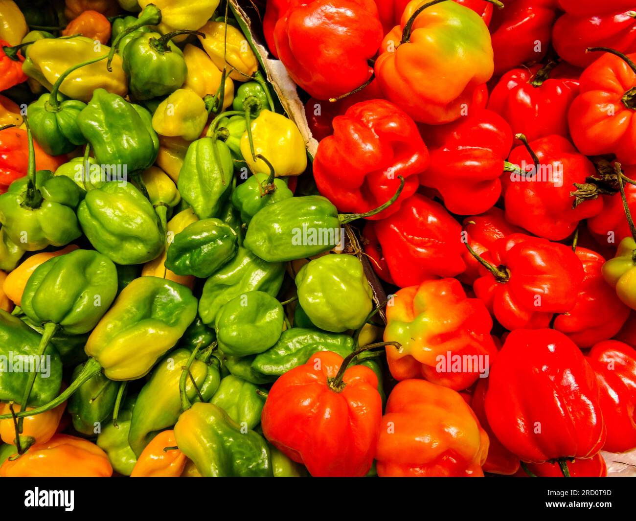 Food still life close up of multi-coloured Scotch bonnet peppers ...