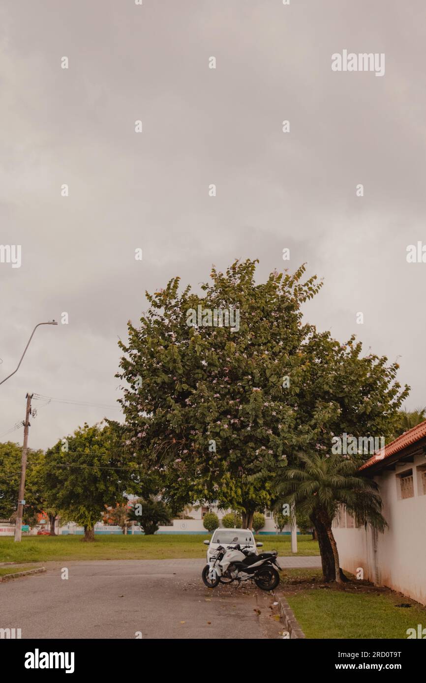 Cars parked under tree hi-res stock photography and images - Alamy