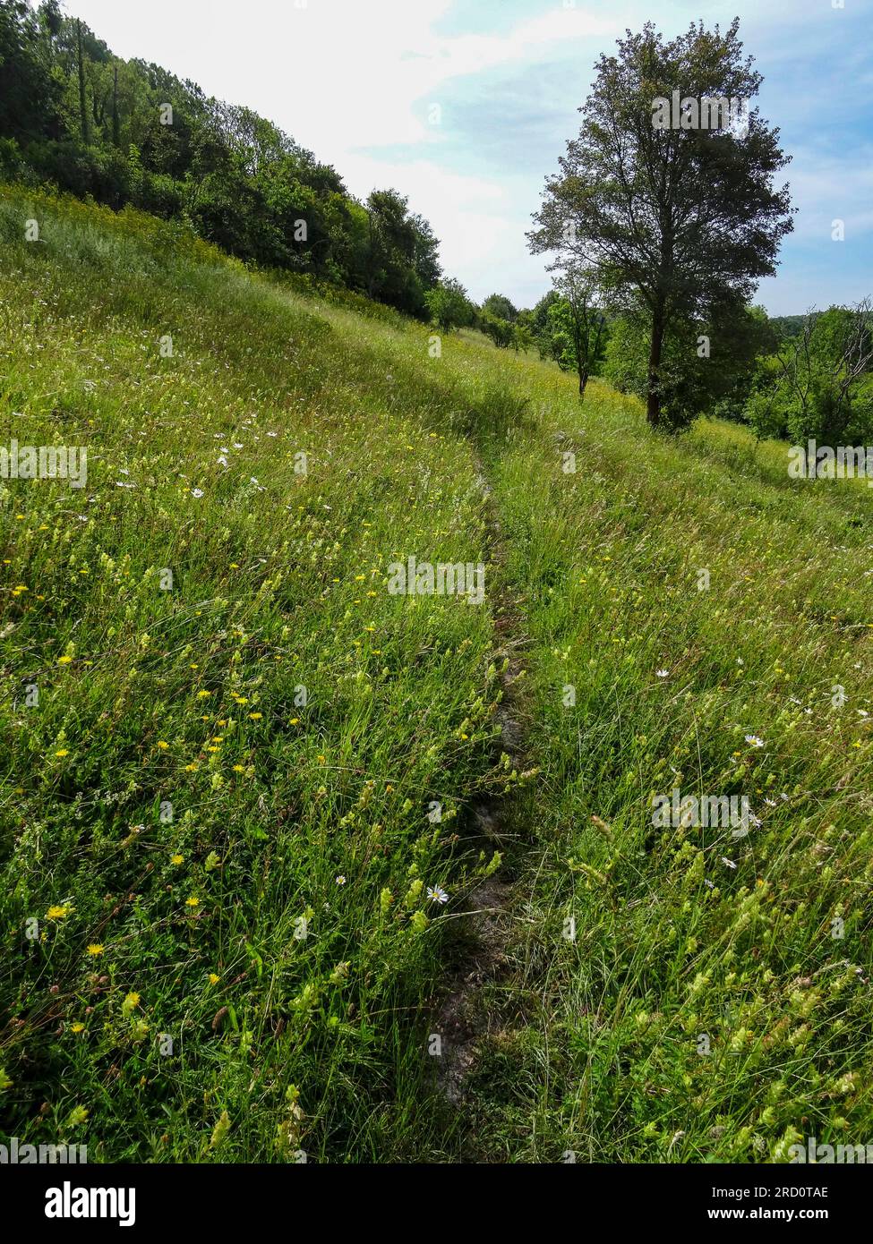 Environmentally important open space landscape in the Surrey Hills Area ...