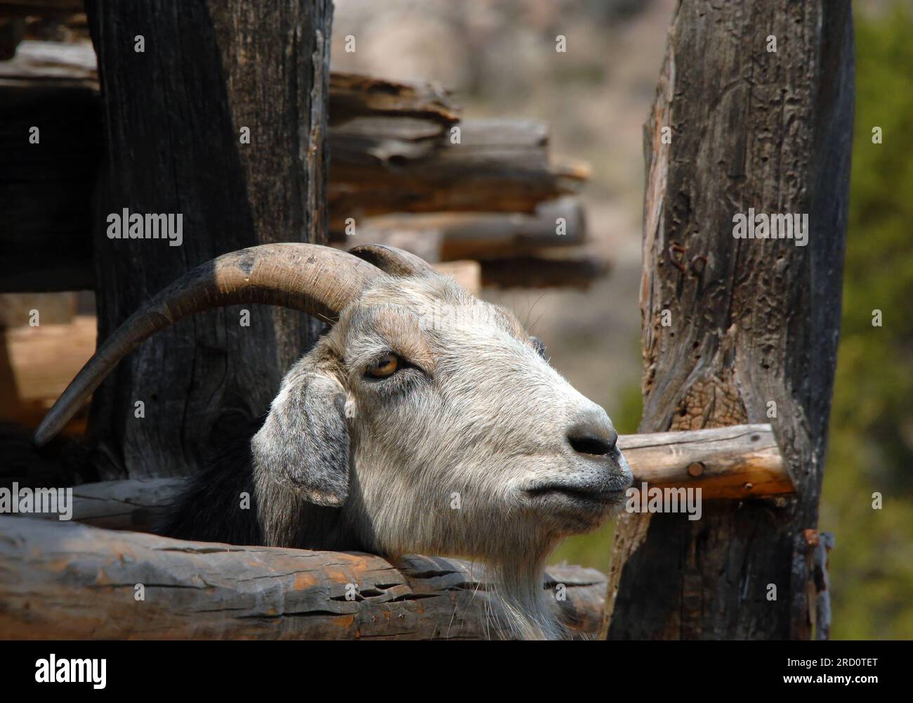 Goat sticks his head between the log poles of his pen. He has long ...