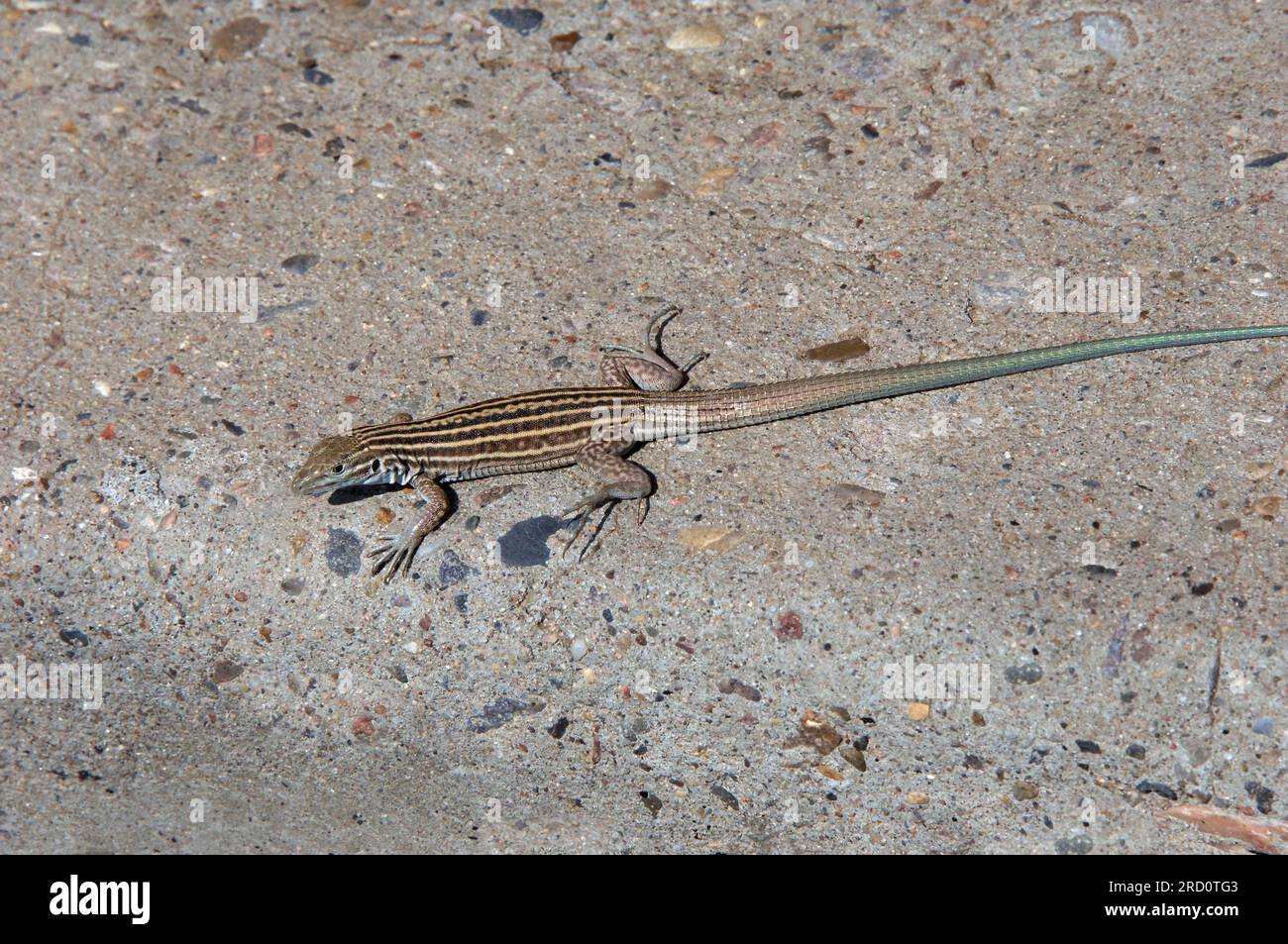 New Mexican Whiptail lizard braves the heat and slowly moves across the ...