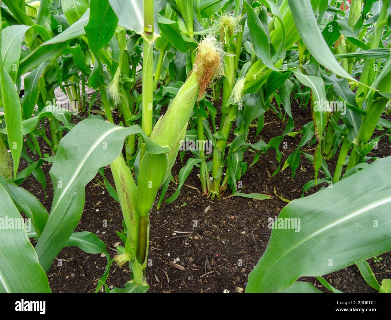 Natural close up food plant portrait of Sweetcorn ‘Bodacious’ (Sea May ...