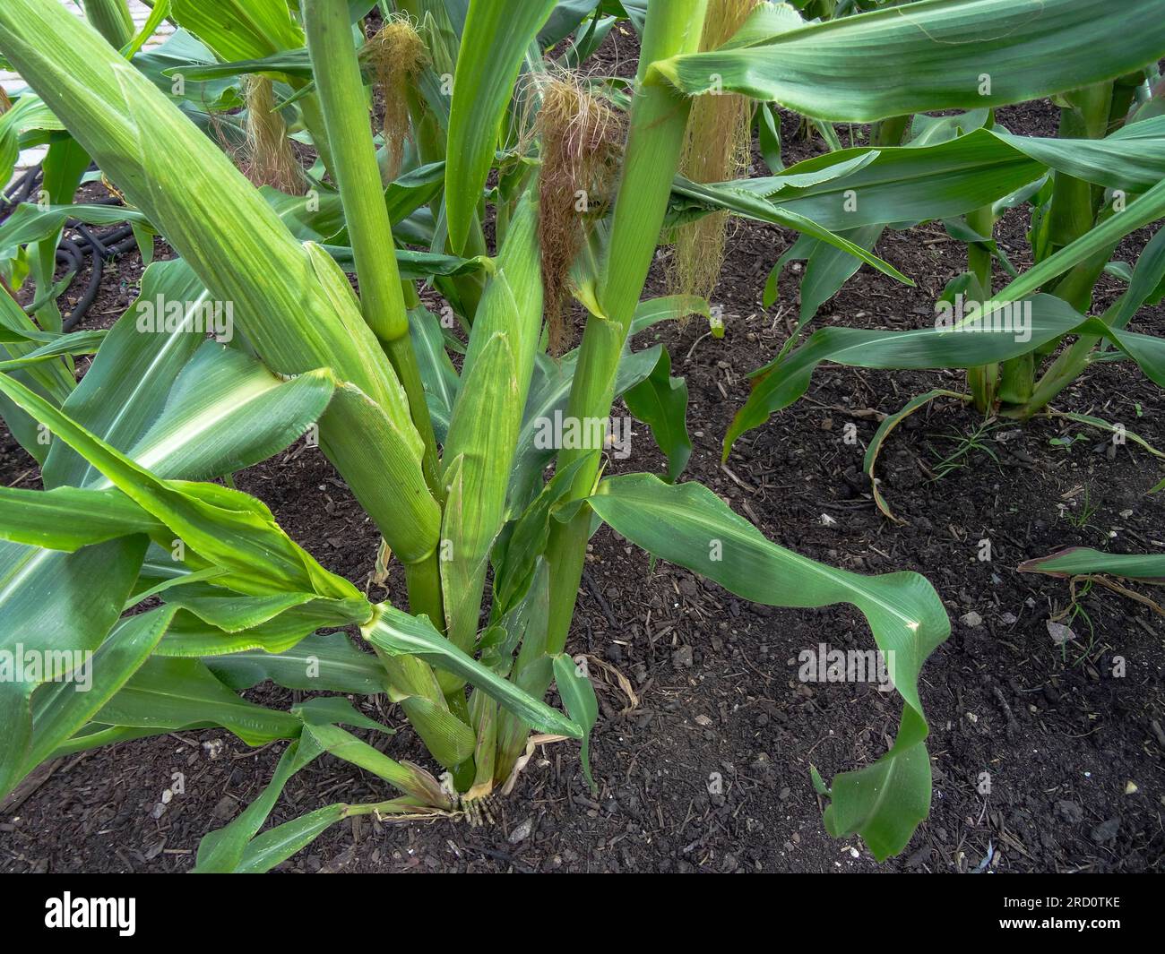 Natural close up food plant portrait of Sweetcorn ‘Bodacious’ (Sea May ...