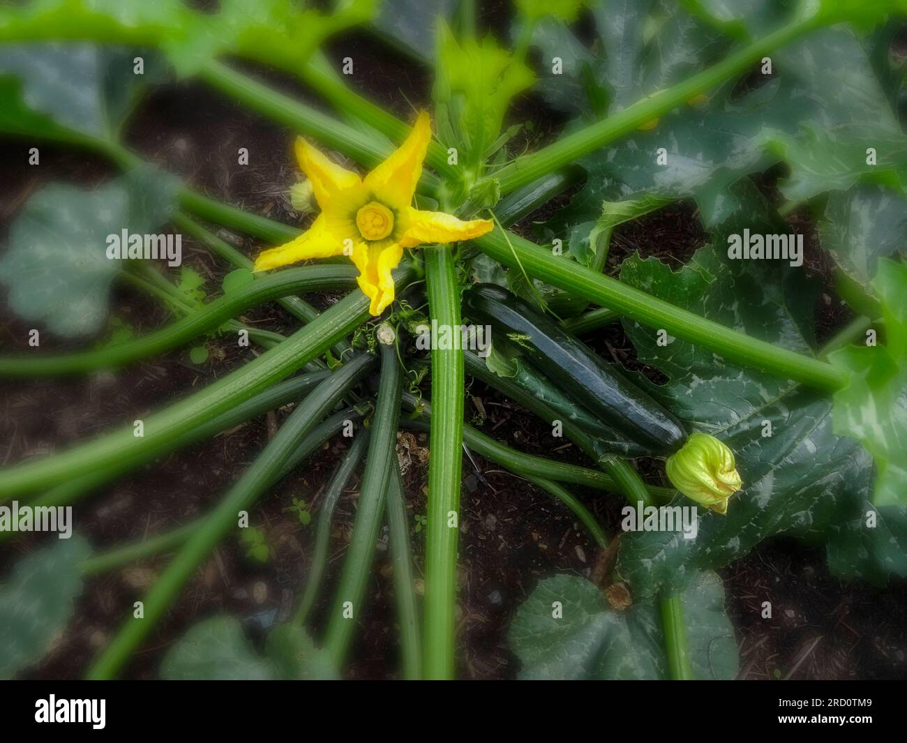 Exceptional Courgette 'Best of British’ plant and flowers in a garden ...