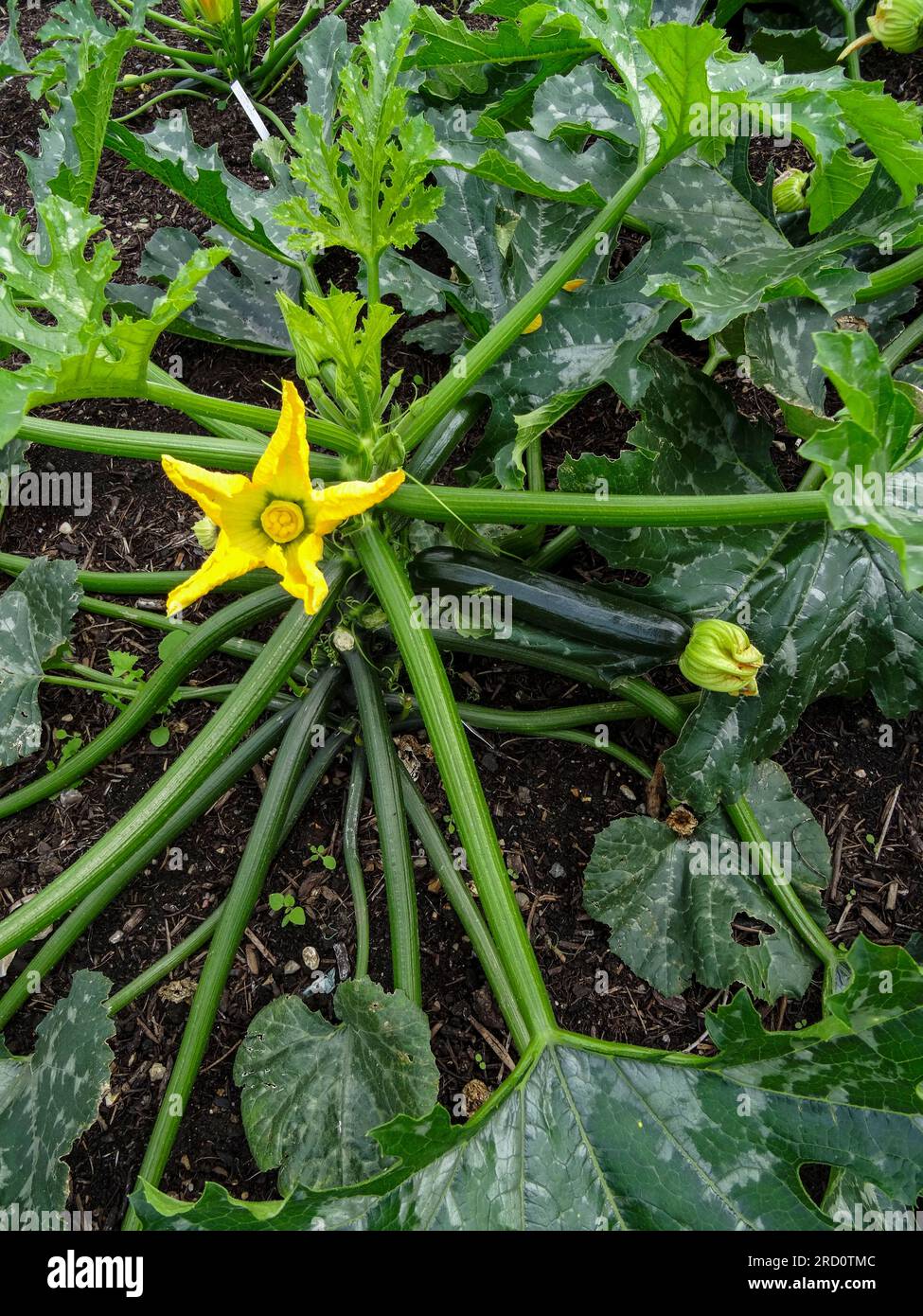 Exceptional Courgette 'Best of British’ plant and flowers in a garden ...