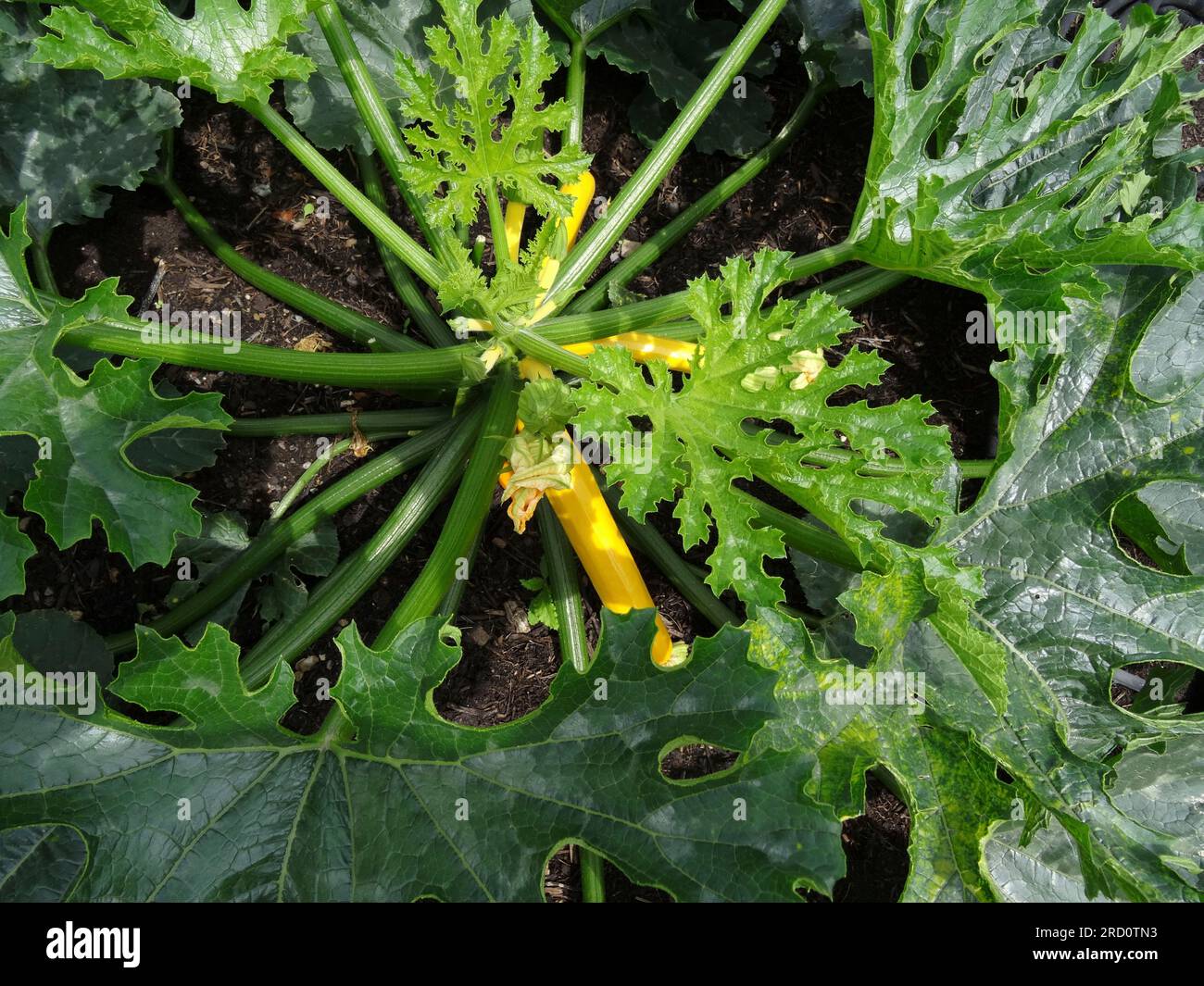 Natural close up food plant portrait of Courgette Orelia, Cucurbita ...